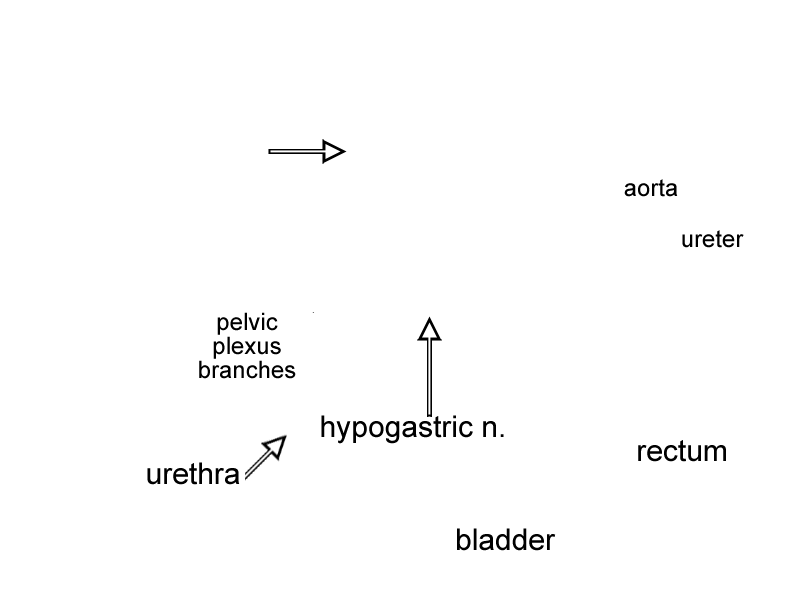 Feline Pelvic Nerve & Plexus