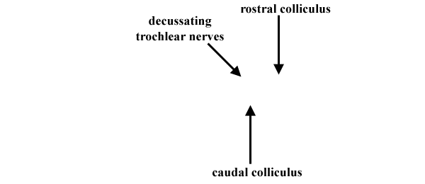 Dorsal Mesencephalon