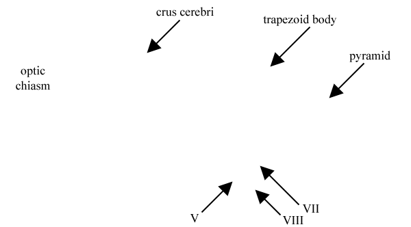 Myelencephalon Image A