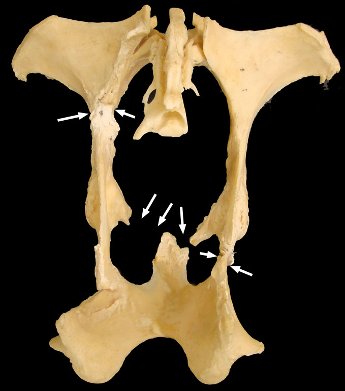 Bovine Hip Fracture 1