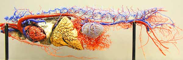 Cat Visceral Vessels