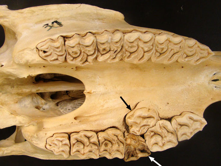 Equine Dental Pathology