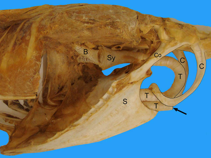 Anatomy Of A Swan Trumpeter Swan, Summer | MJ Springett