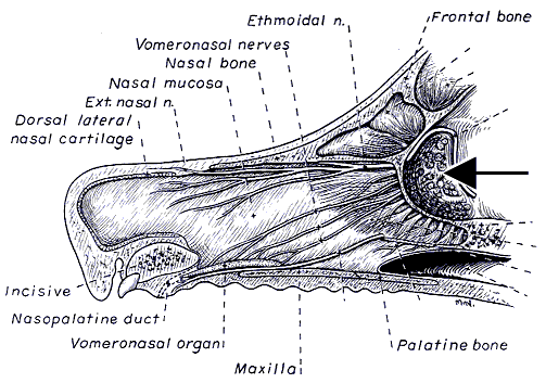 Ethmoidal Labyrinth Olfactory Fossa | Image | Radiopaedia.org